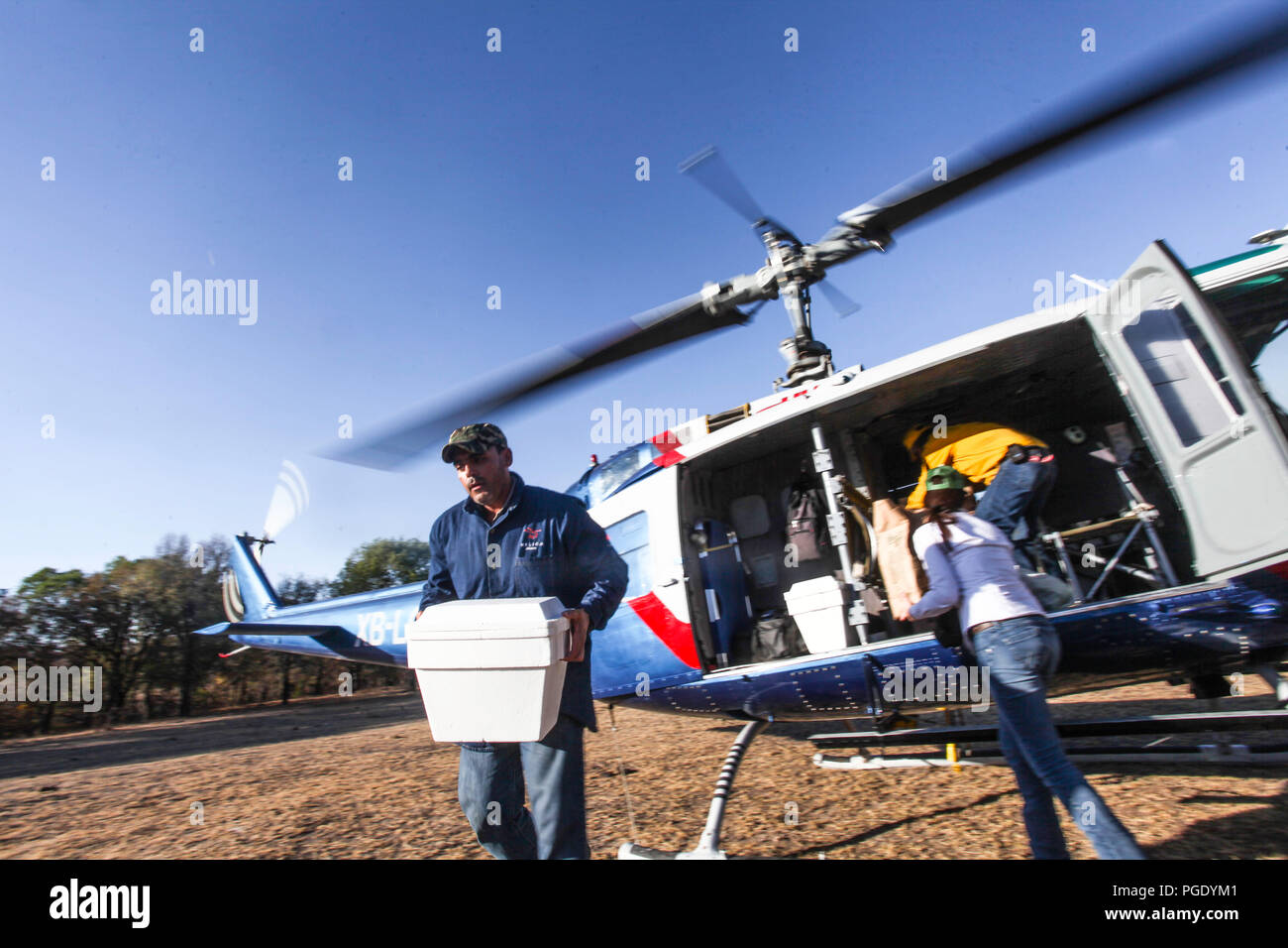 Helicopter used by the Conafor, National Forestry Commission to fight ...