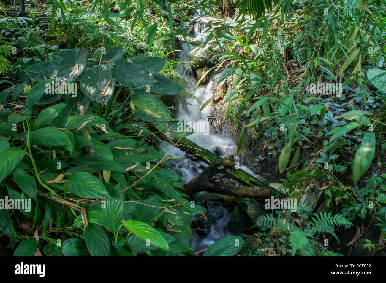 Indoor waterfall at the Eden Project, Cornwall, England Stock Photo - Alamy