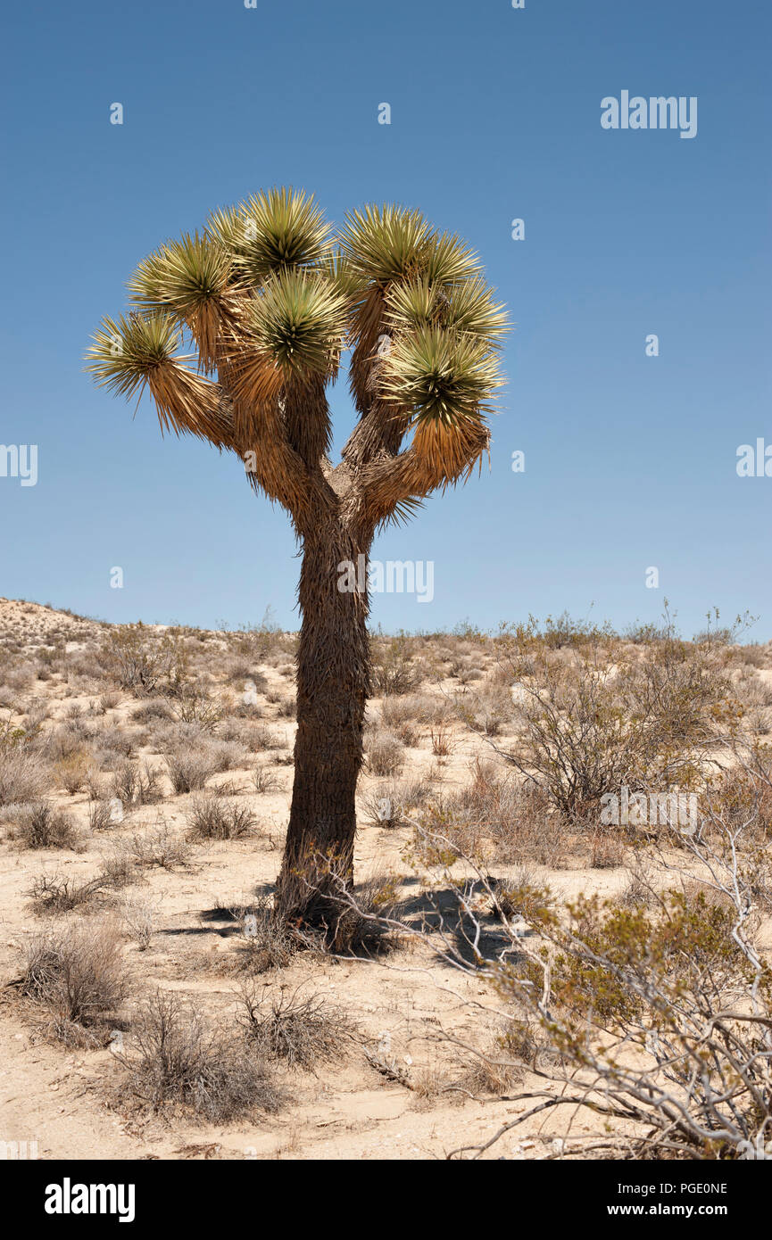 Desert tree hi-res stock photography and images - Alamy