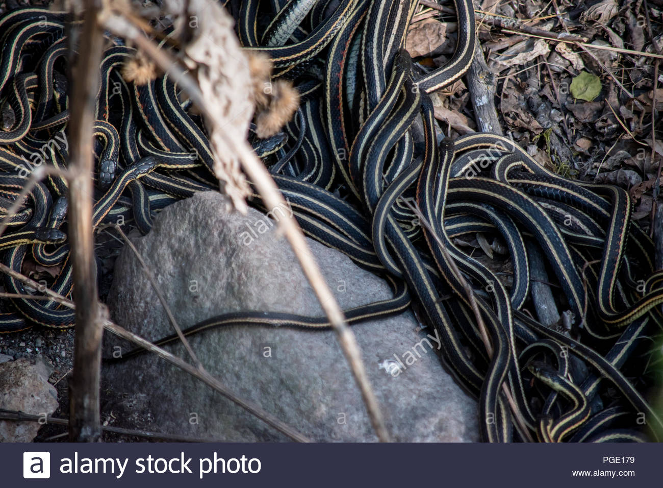 Ball Of Snakes High Resolution Stock Photography and Images - Alamy
