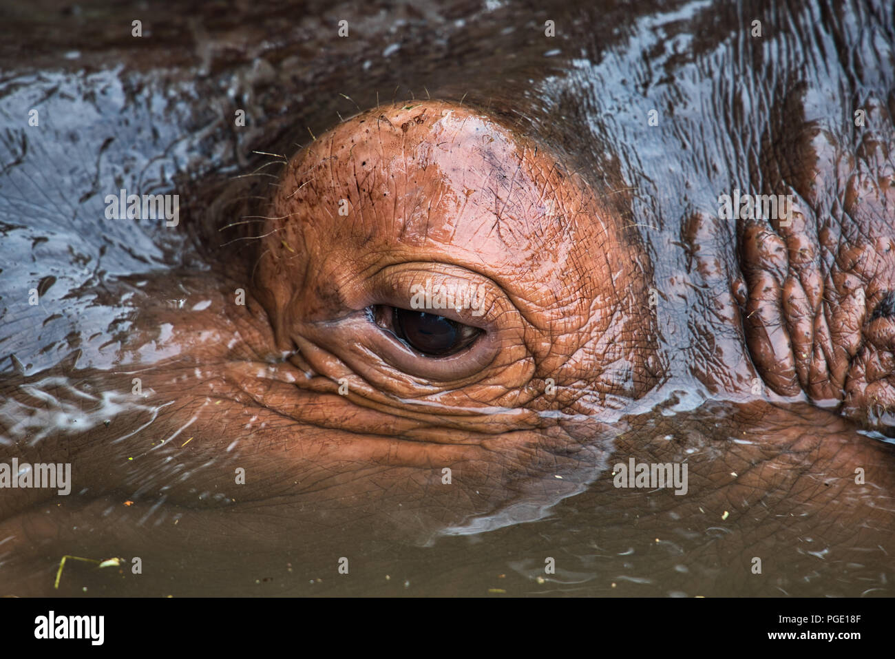 Hippopotamus in cold water hi-res stock photography and images - Alamy