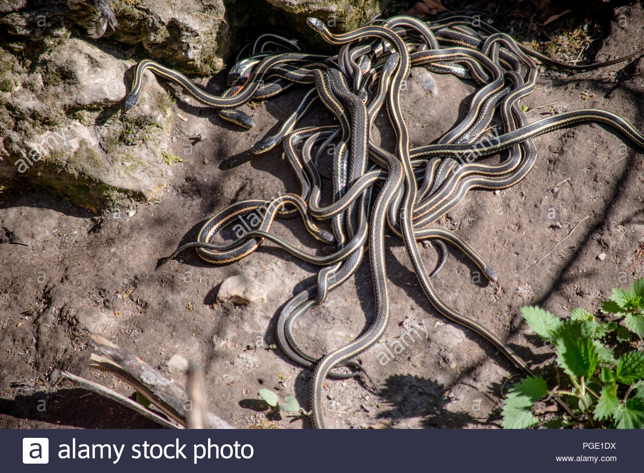 Ball Of Snakes High Resolution Stock Photography and Images - Alamy