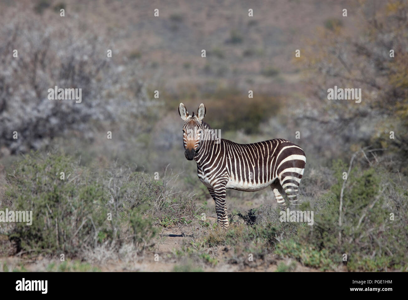 Cape Mountain Zebra, Karoo National Park, South Africa Stock Photo - Alamy