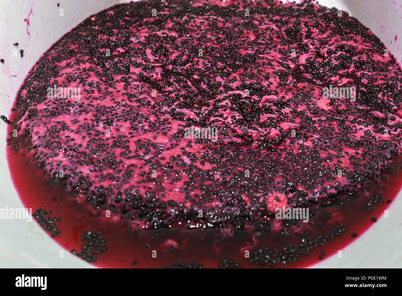 Native women of the Comcaac tribe or Series in the search of Pitahaya ...