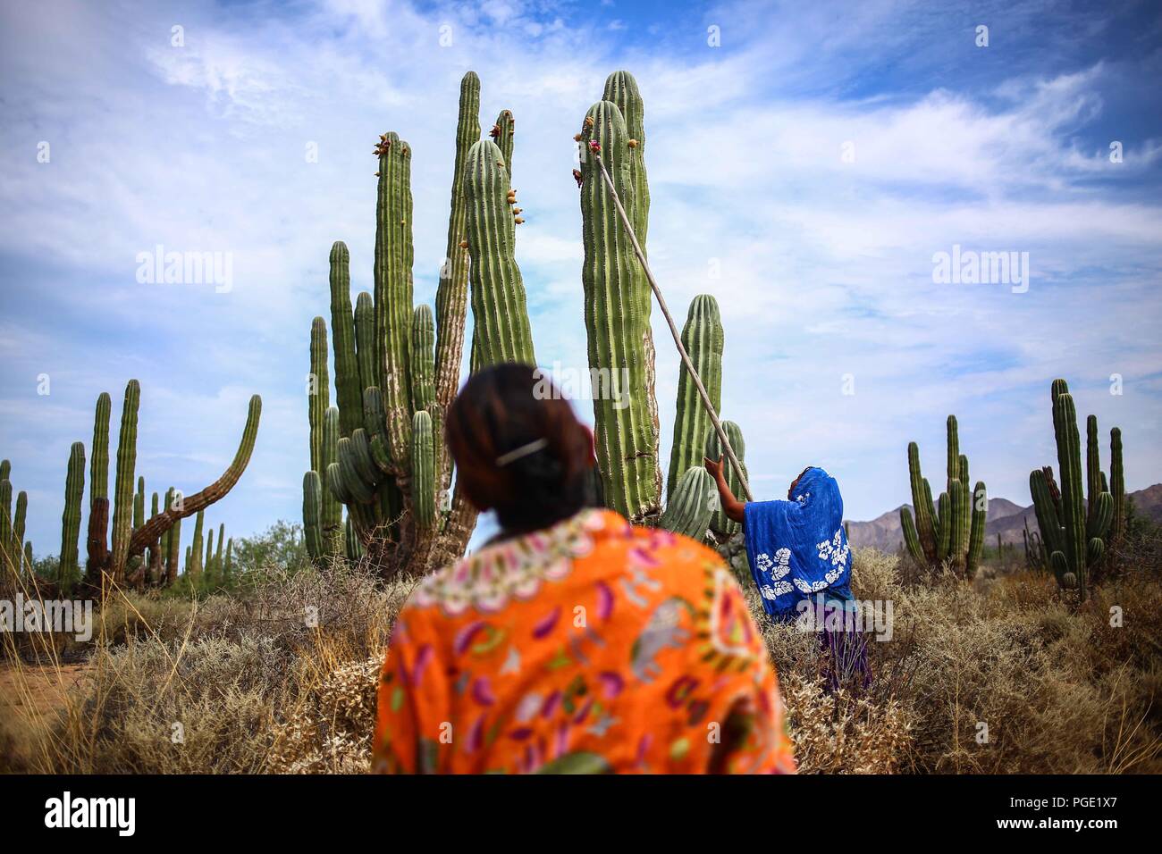 Native women of the Comcaac tribe or Series in the search of Pitahaya ...