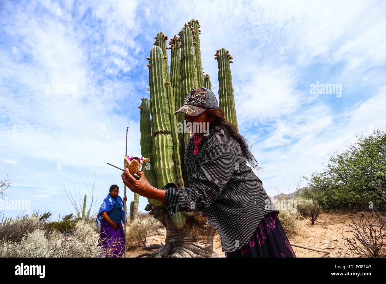 Native women of the Comcaac tribe or Series in the search of Pitahaya ...