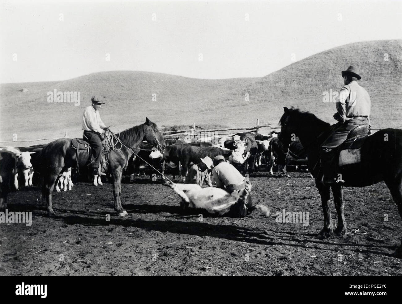 Men Work Cattle in Corral 1941 Fort Berthold Agency Stock Photo - Alamy