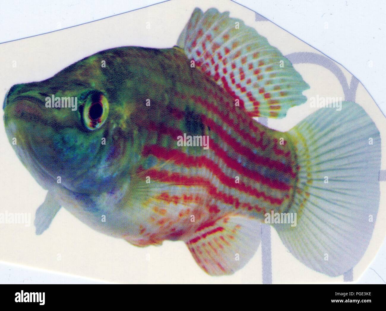 Poisson animal hi-res stock photography and images - Alamy