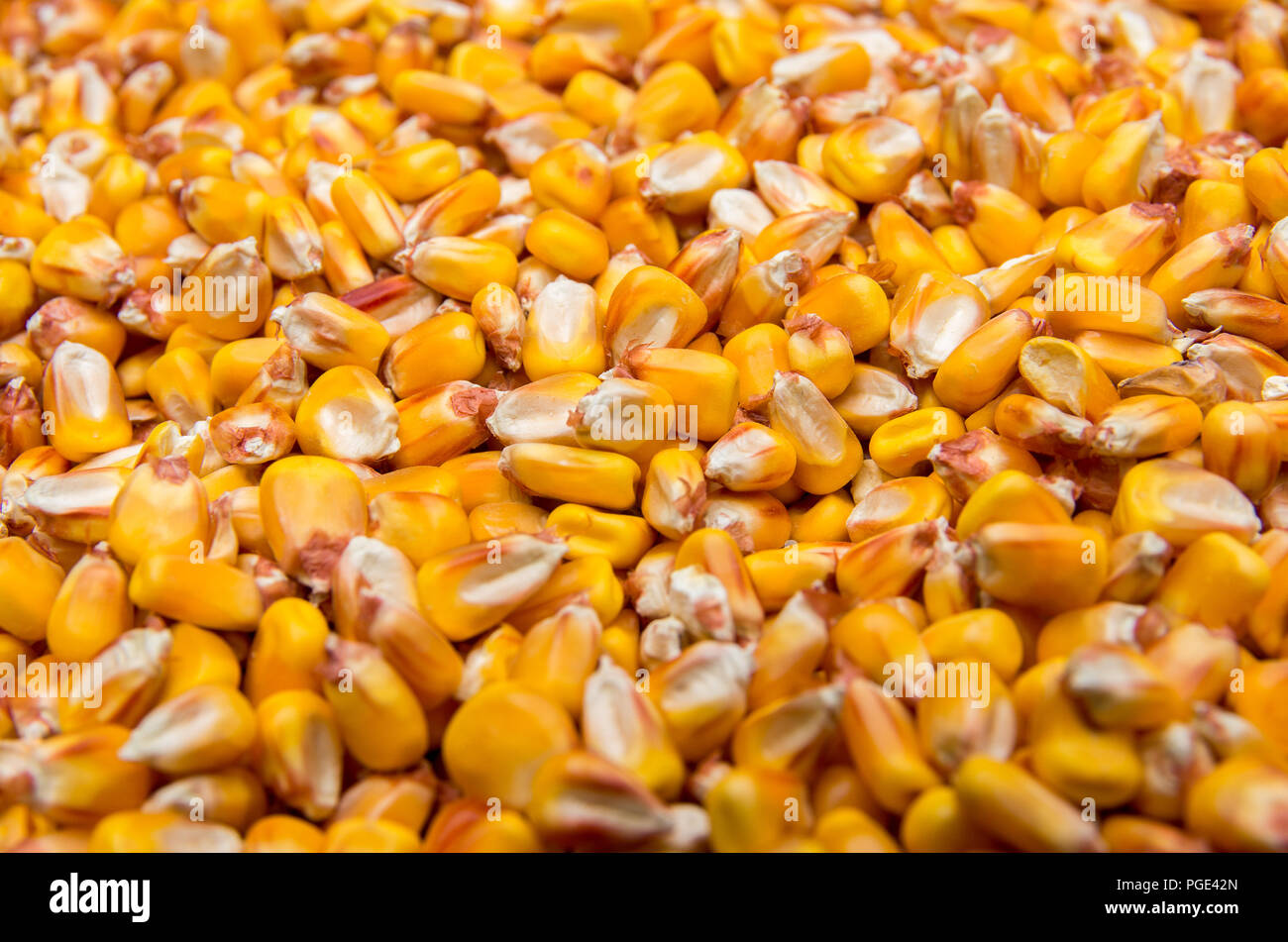 Harvest maize. Corn grain Stock Photo - Alamy