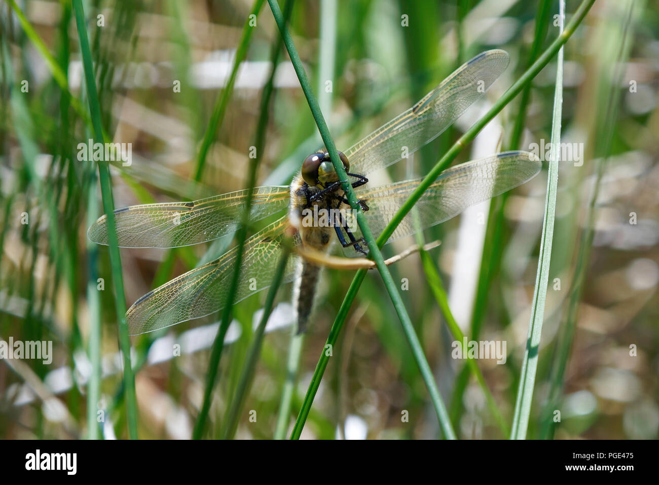 Common Hawker dragonfly resting on plant stem Stock Photo - Alamy