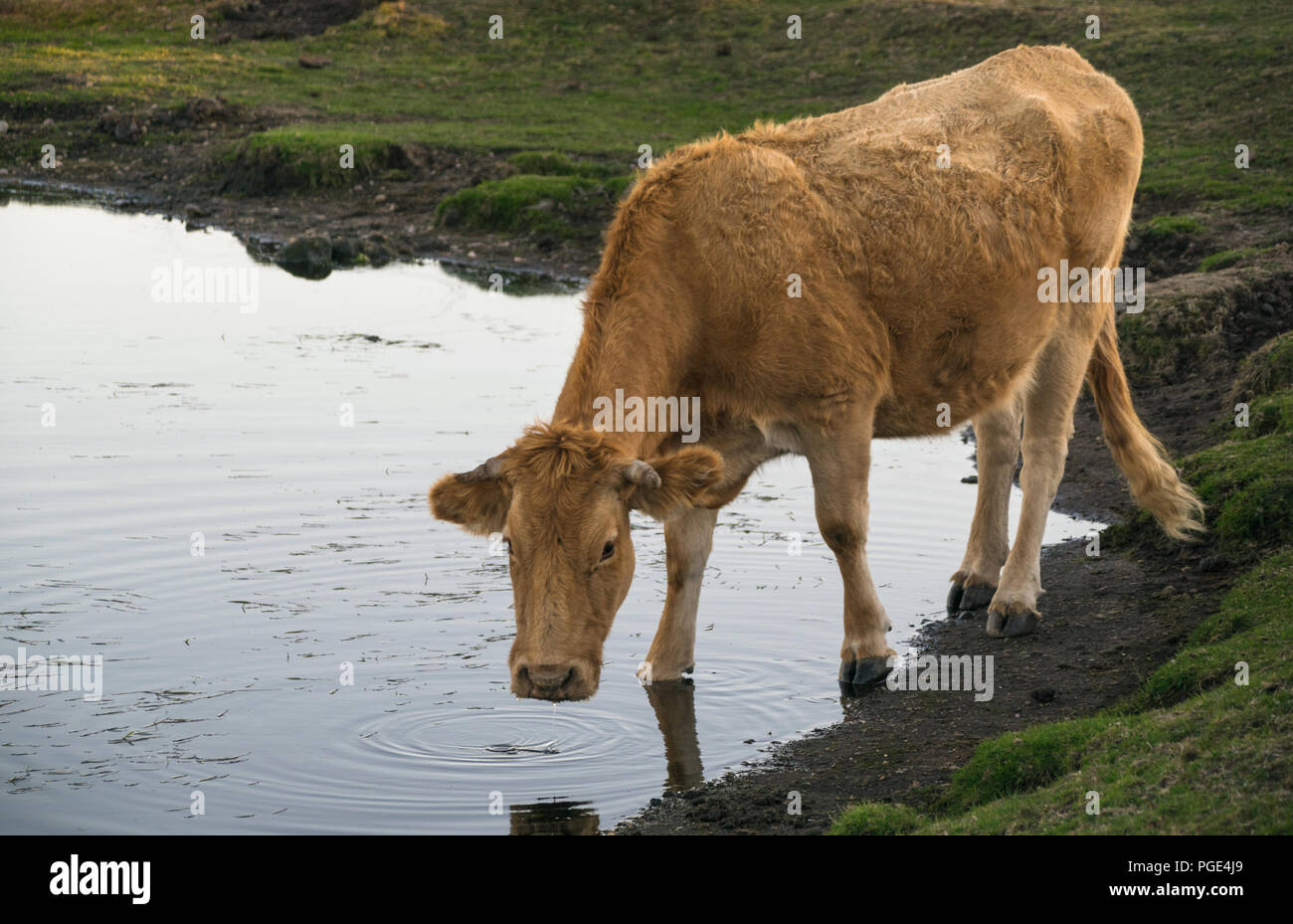 Farm animal drinking water hi-res stock photography and images - Alamy