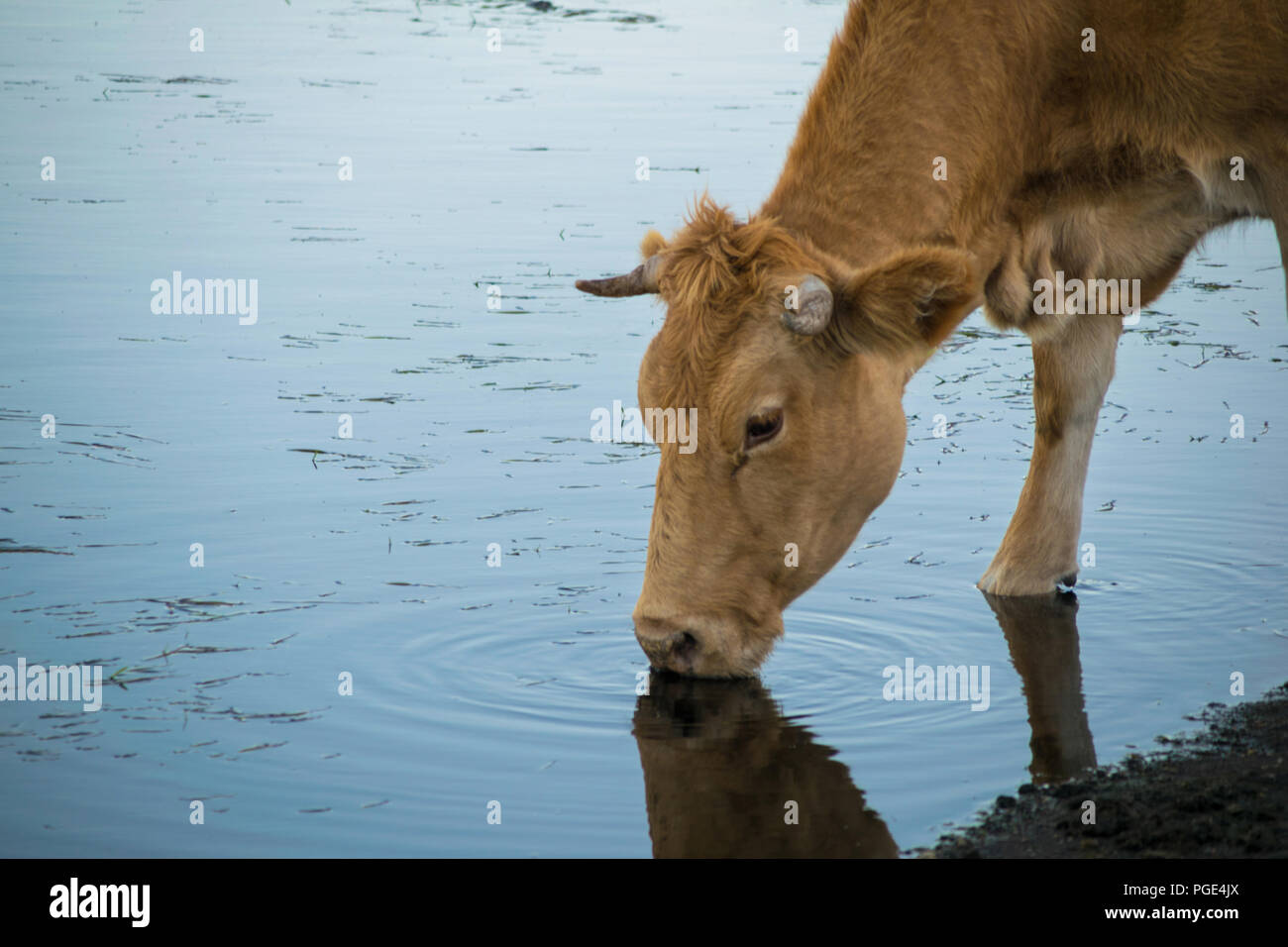 Cow drinking water in a pond Stock Photo - Alamy