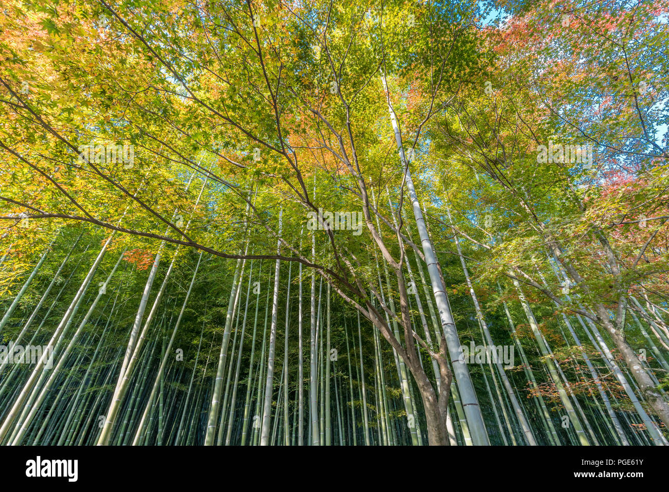 Autumn leaves, Fall foliage of Maple trees (Momiji) at Arashiyama ...