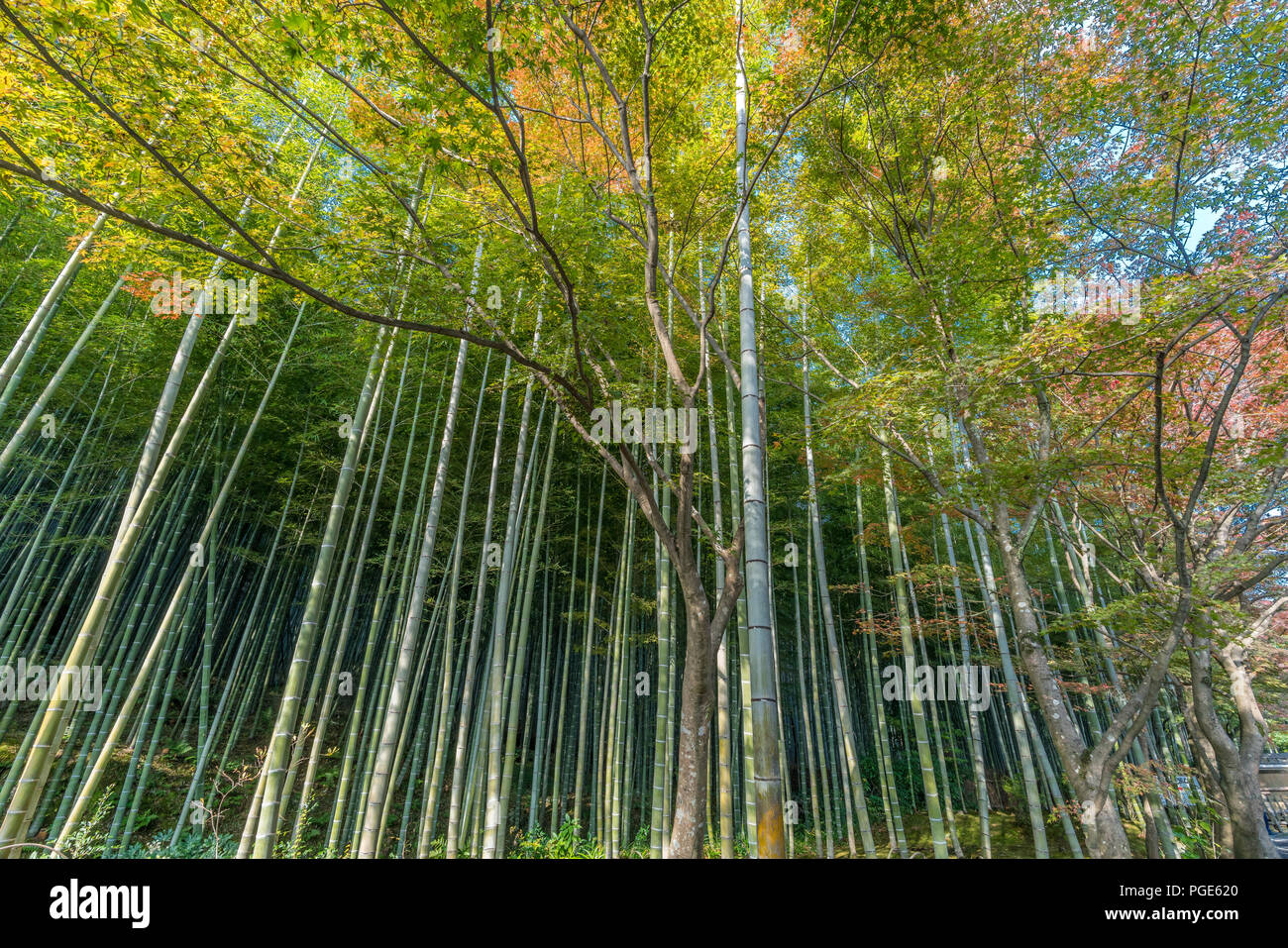 Autumn leaves, Fall foliage of Maple trees (Momiji) at Arashiyama ...