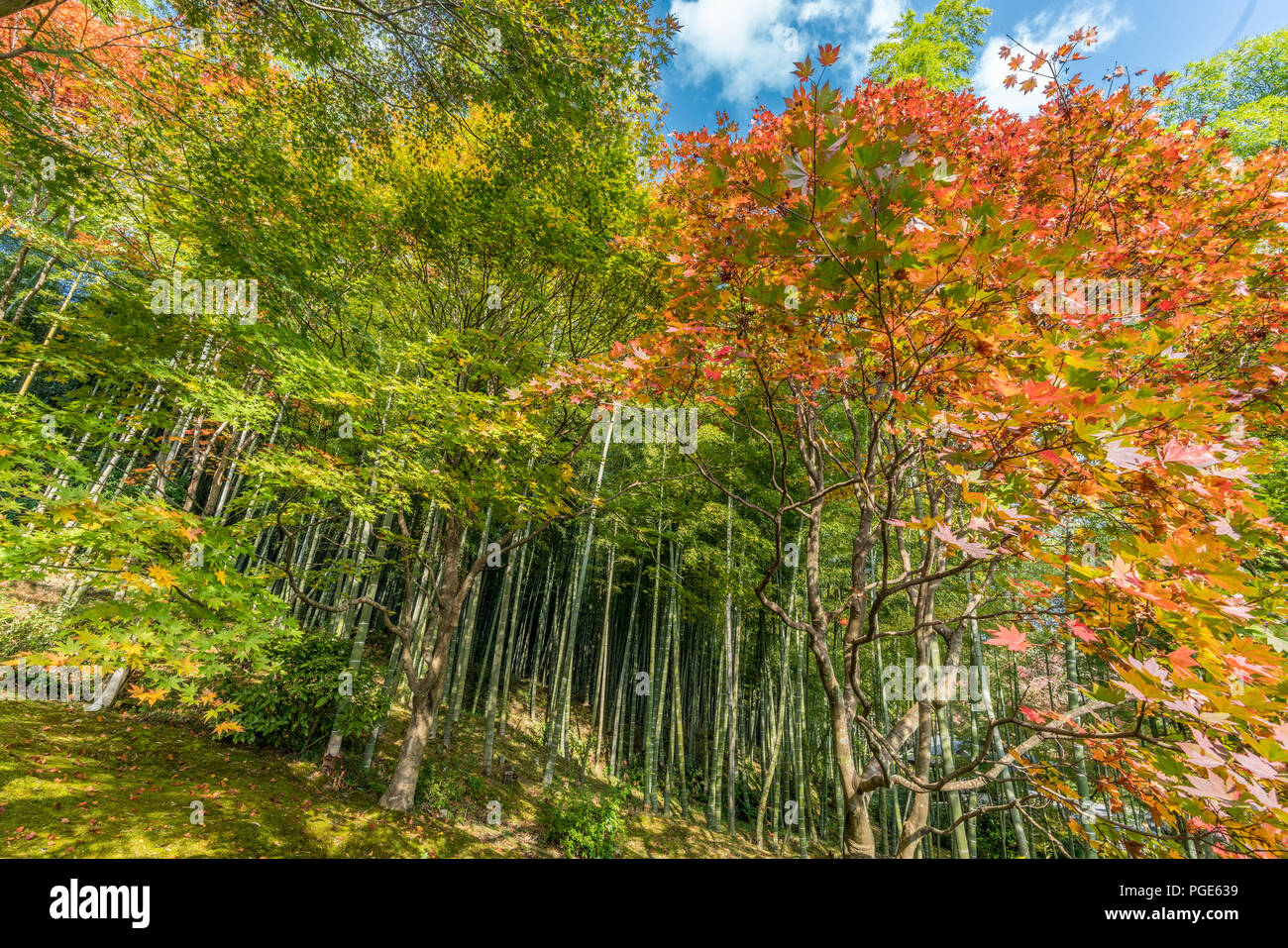 Autumn leaves, Fall foliage of Maple trees (Momiji) at Arashiyama ...