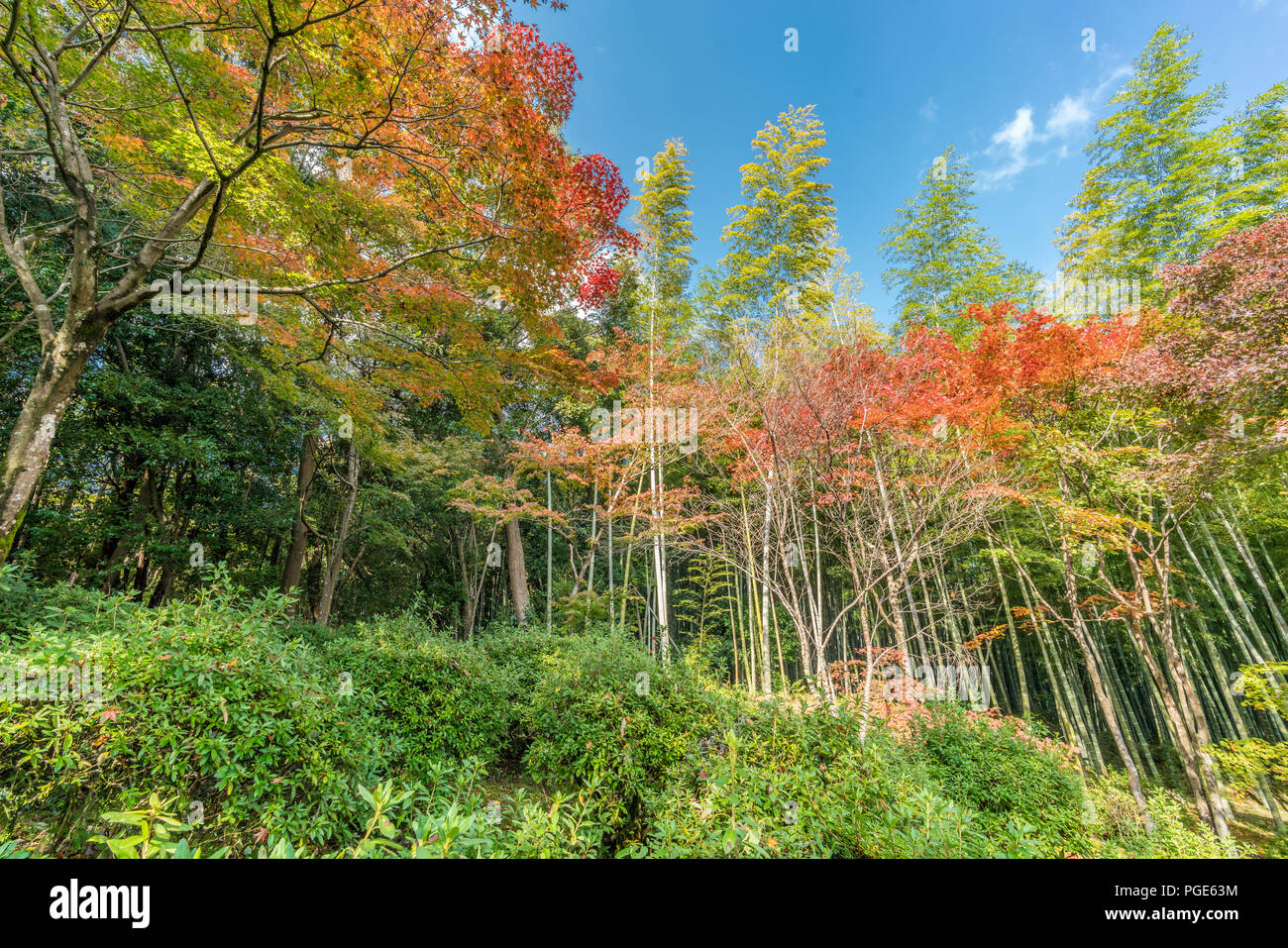 Autumn leaves, Fall foliage of Maple trees (Momiji) at Arashiyama ...