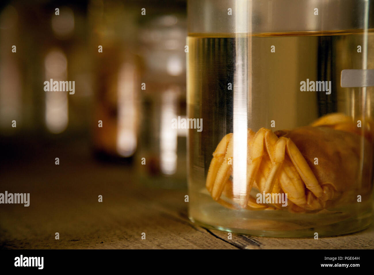 Specimen Bottle High Resolution Stock Photography and Images - Alamy