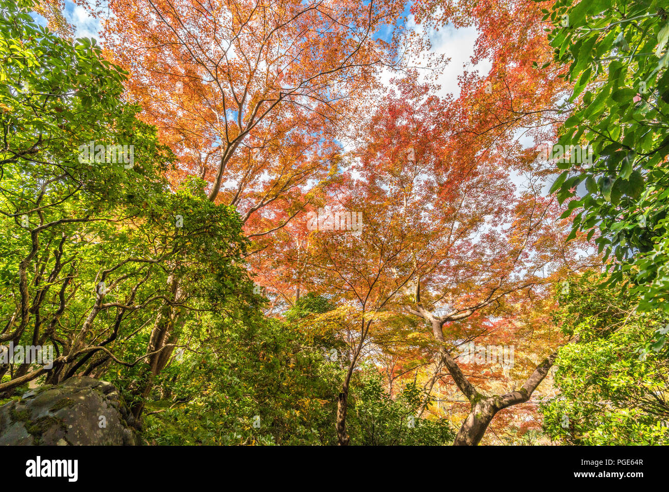Momiji (Maple tree) Autnum leaves landscape near Ruriko-in Komyo-ji ...