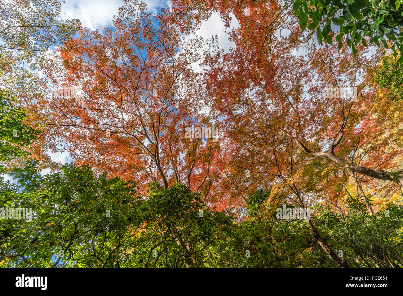 Momiji (Maple tree) Autnum leaves landscape near Ruriko-in Komyo-ji ...