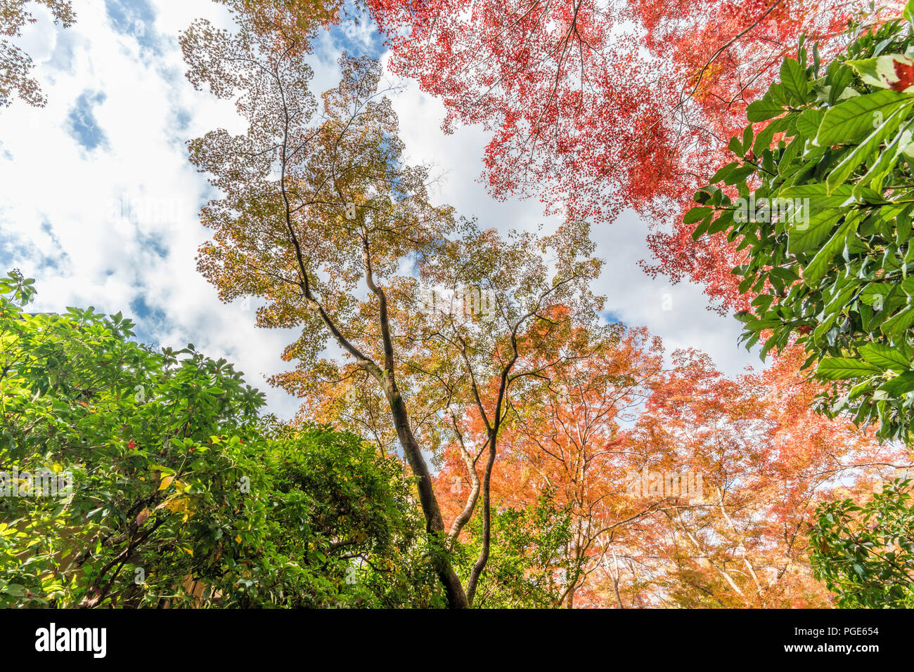 Momiji (Maple tree) Autnum leaves landscape near Ruriko-in Komyo-ji ...