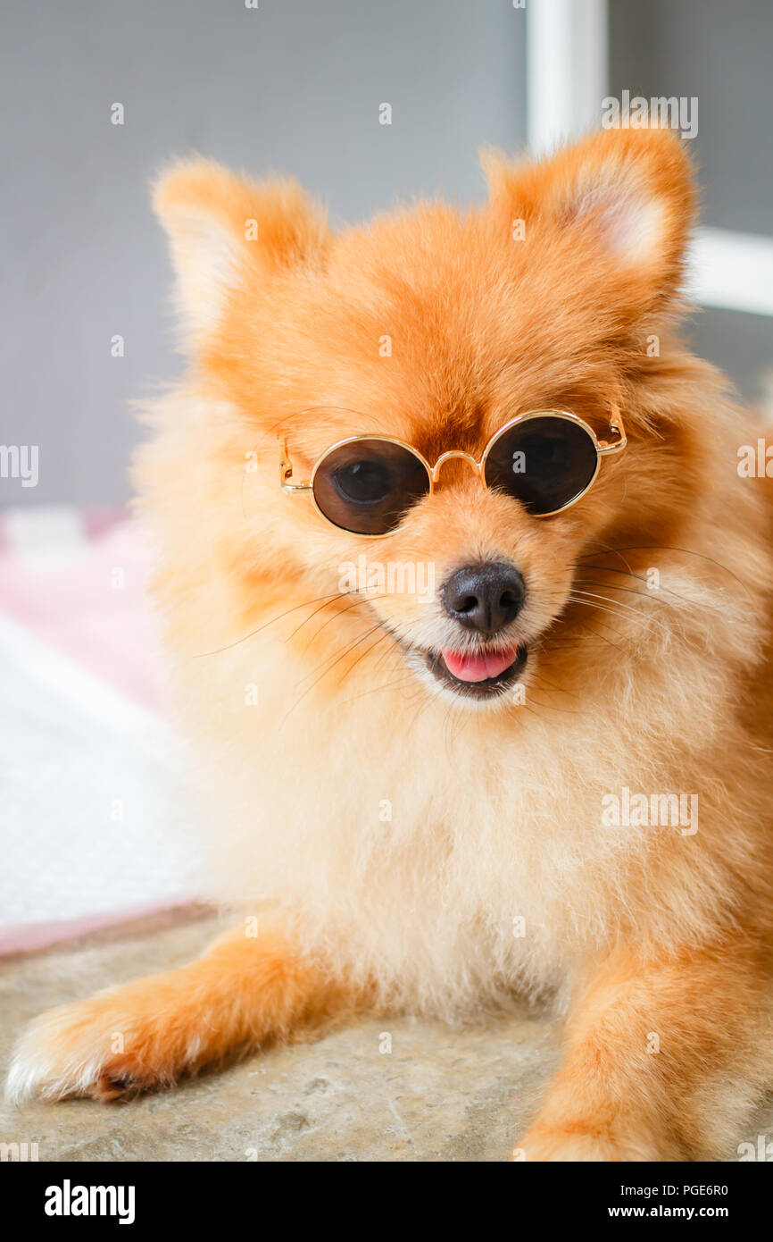 Pomeranian dog smile so cute, beautiful Pomeranian dog Stock Photo - Alamy