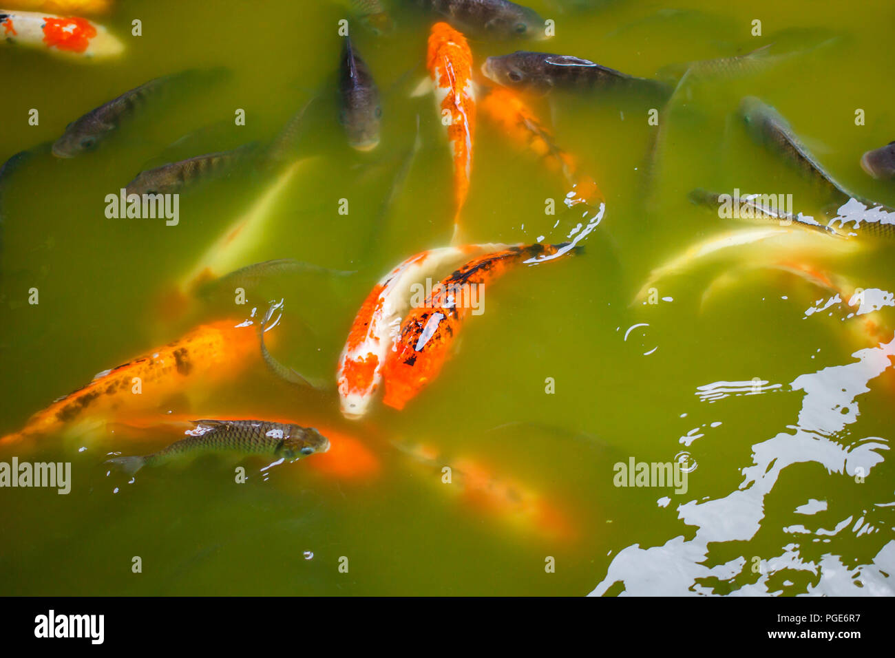 Gold fish with other fish hi-res stock photography and images - Alamy