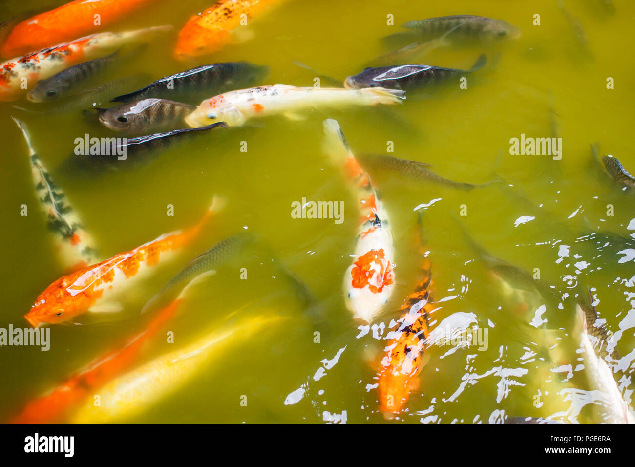 Gold carp hi-res stock photography and images - Alamy