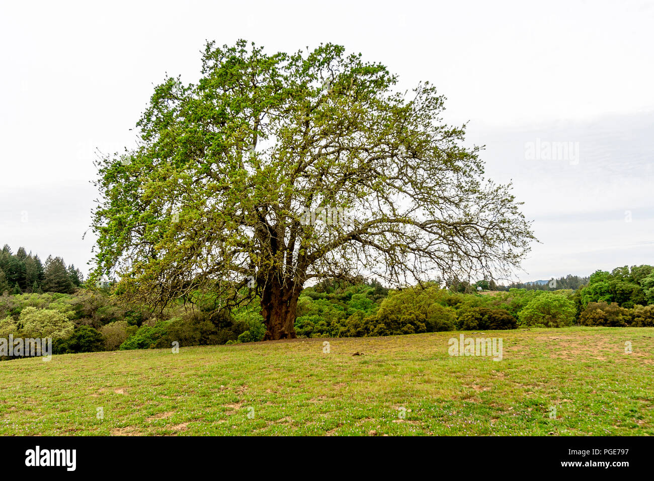 Country field with green grass field and one big tree under a white sky ...