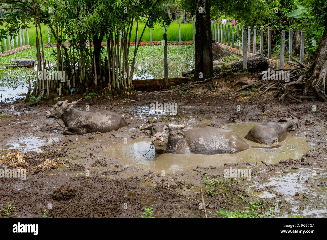 Summer Mud Bath Stock Photo - Alamy