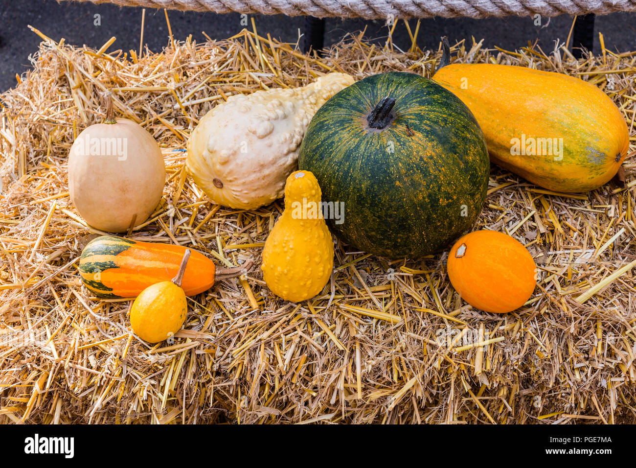 Decorative pumpkins arrangement on hay background for Fall decoration ...