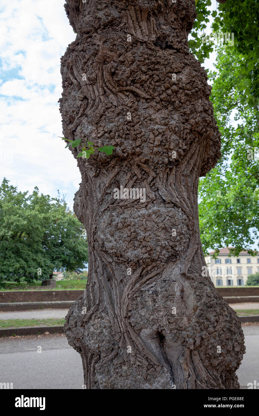 The strange trunk with alternate prptuberances of an old Virginia tulip ...