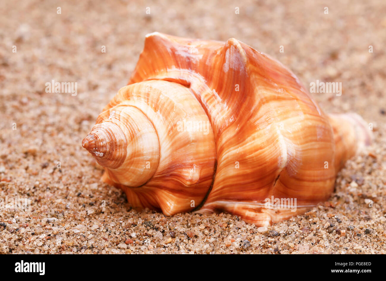 Close up of snail in a sea beach Stock Photo - Alamy