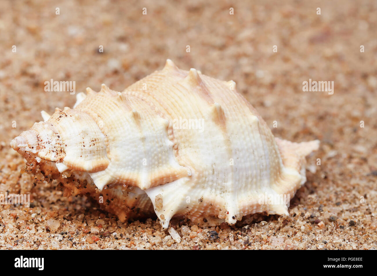 Close up of snail in a sea beach Stock Photo - Alamy