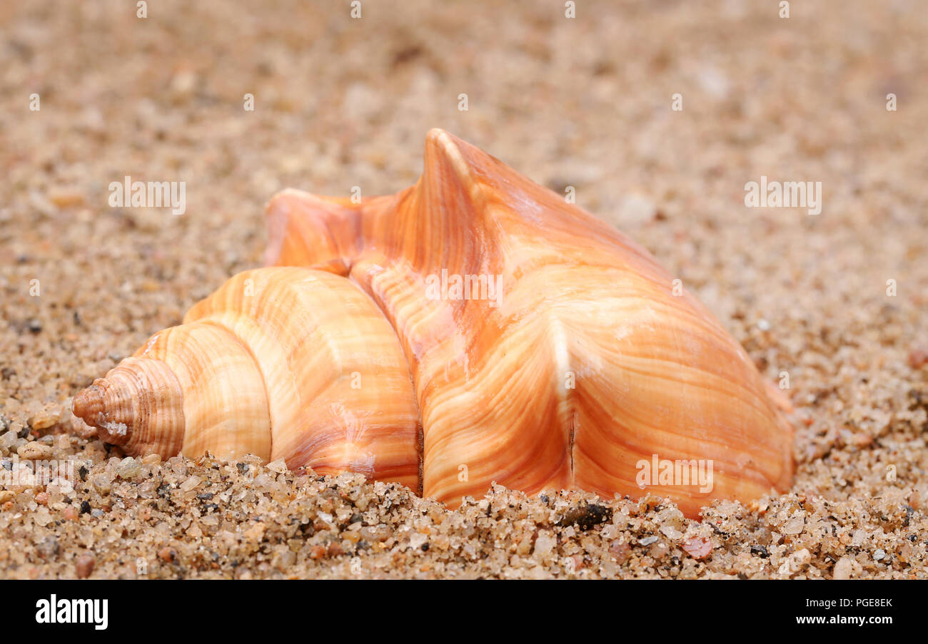 Close up of snail in a sea beach Stock Photo - Alamy