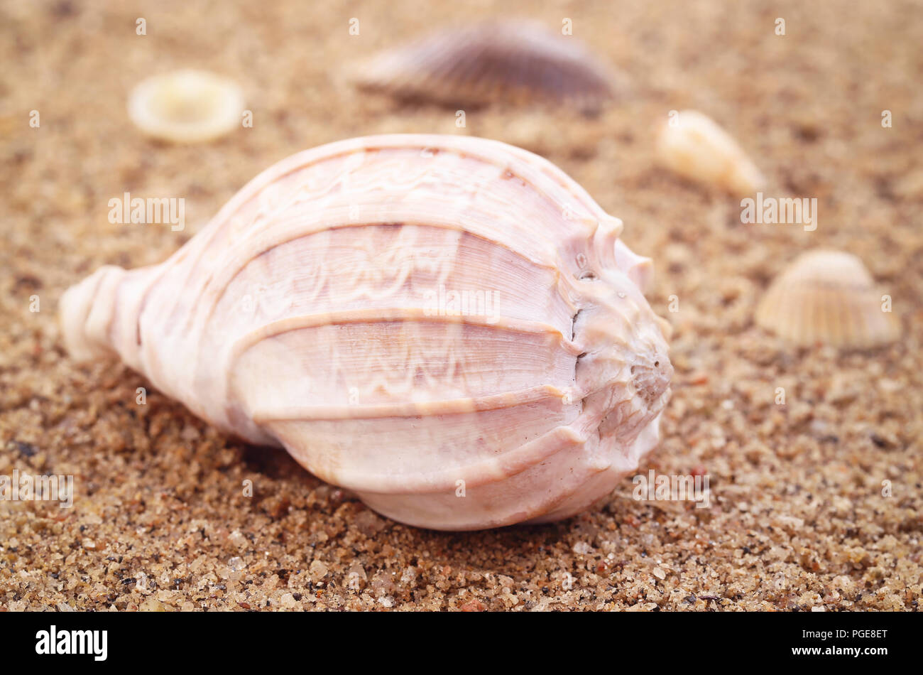 Close up of snail in a sea beach Stock Photo - Alamy
