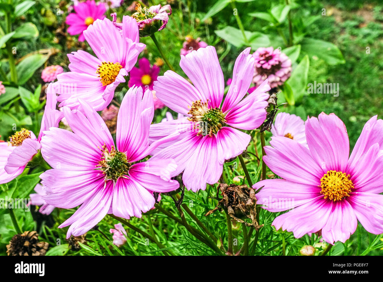 Common cosmos bipinnatus mexican aster hi-res stock photography and ...