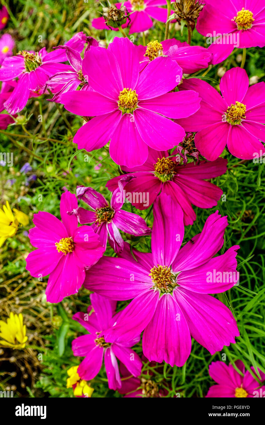 Mexican aster red Cosmos bipinnatus - Garden cosmos flower bed Stock ...
