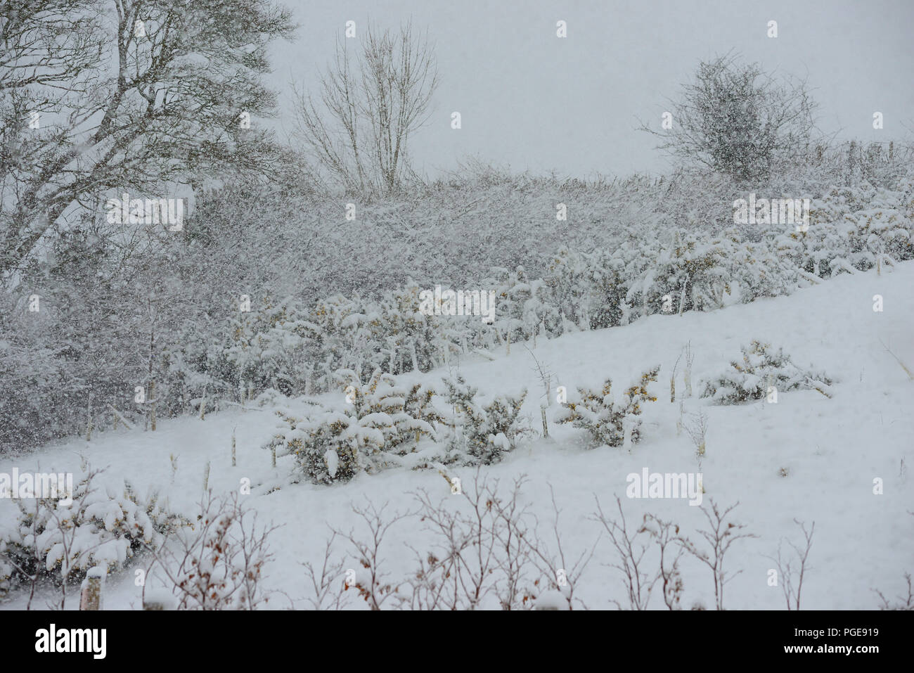 Hillside snow in late winter Stock Photo - Alamy