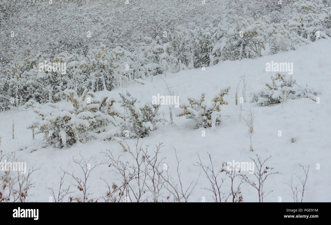 Hillside snow in late winter Stock Photo - Alamy