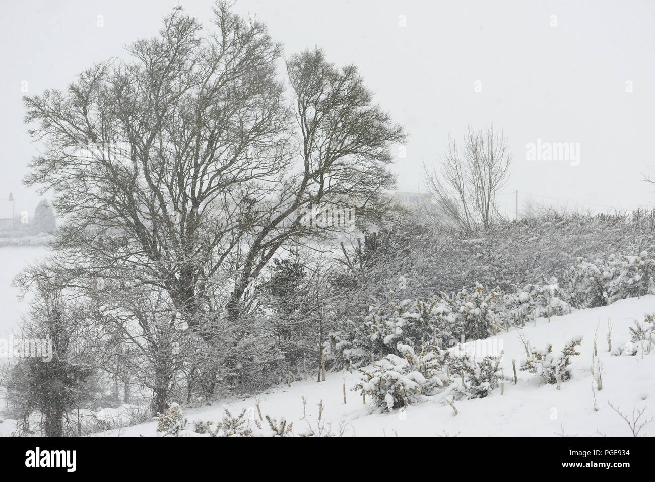 Hillside snow in late winter Stock Photo - Alamy