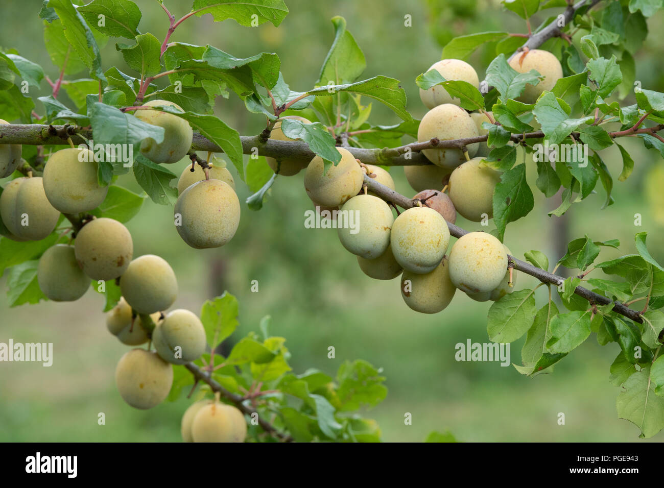 Green leaves plum tree hi-res stock photography and images - Alamy