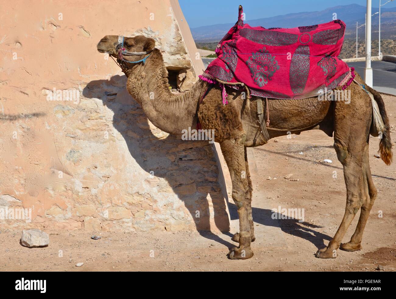 Camel atlas hi-res stock photography and images - Alamy