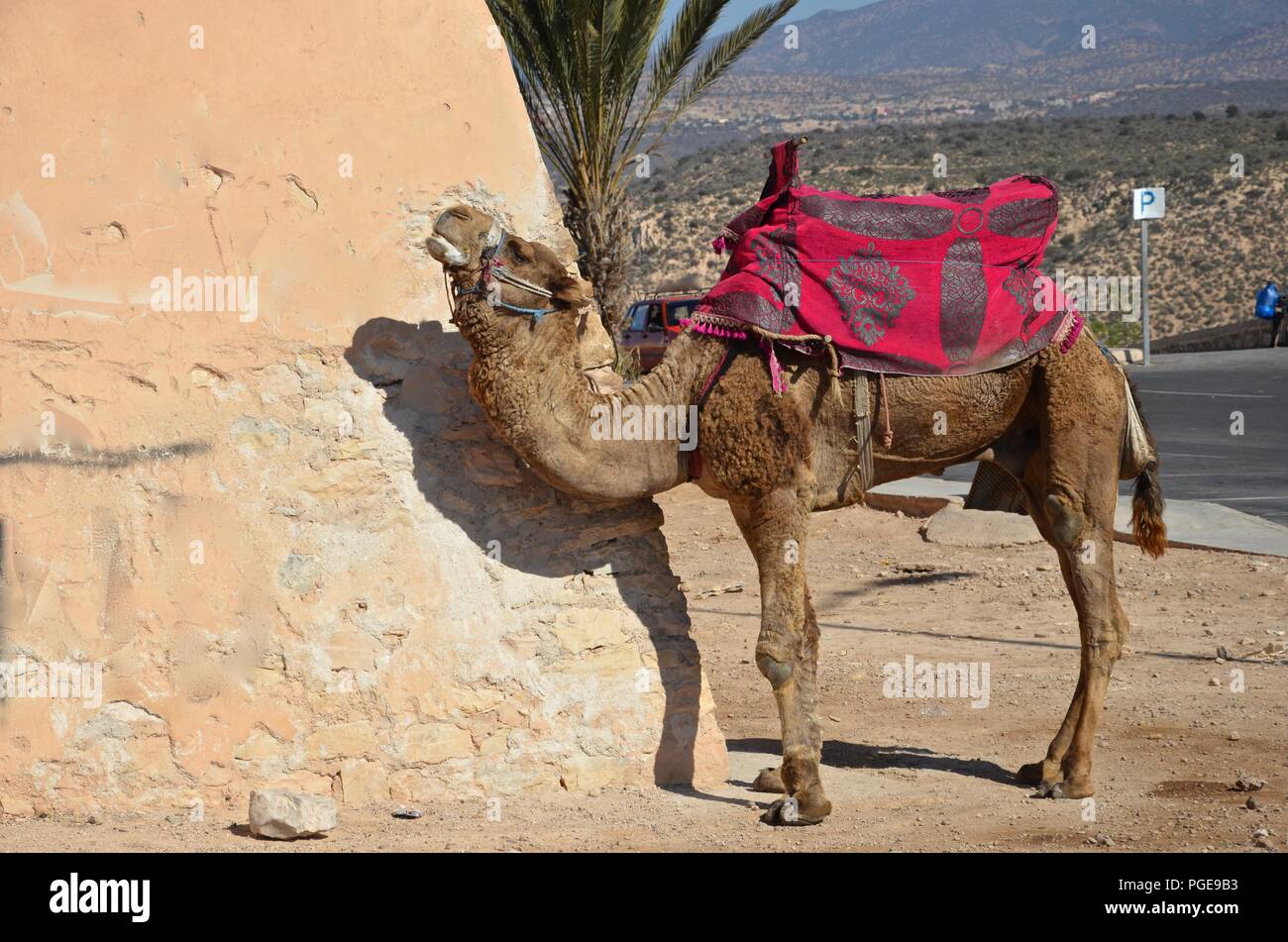 Morocco oasis desert coast hi-res stock photography and images - Alamy