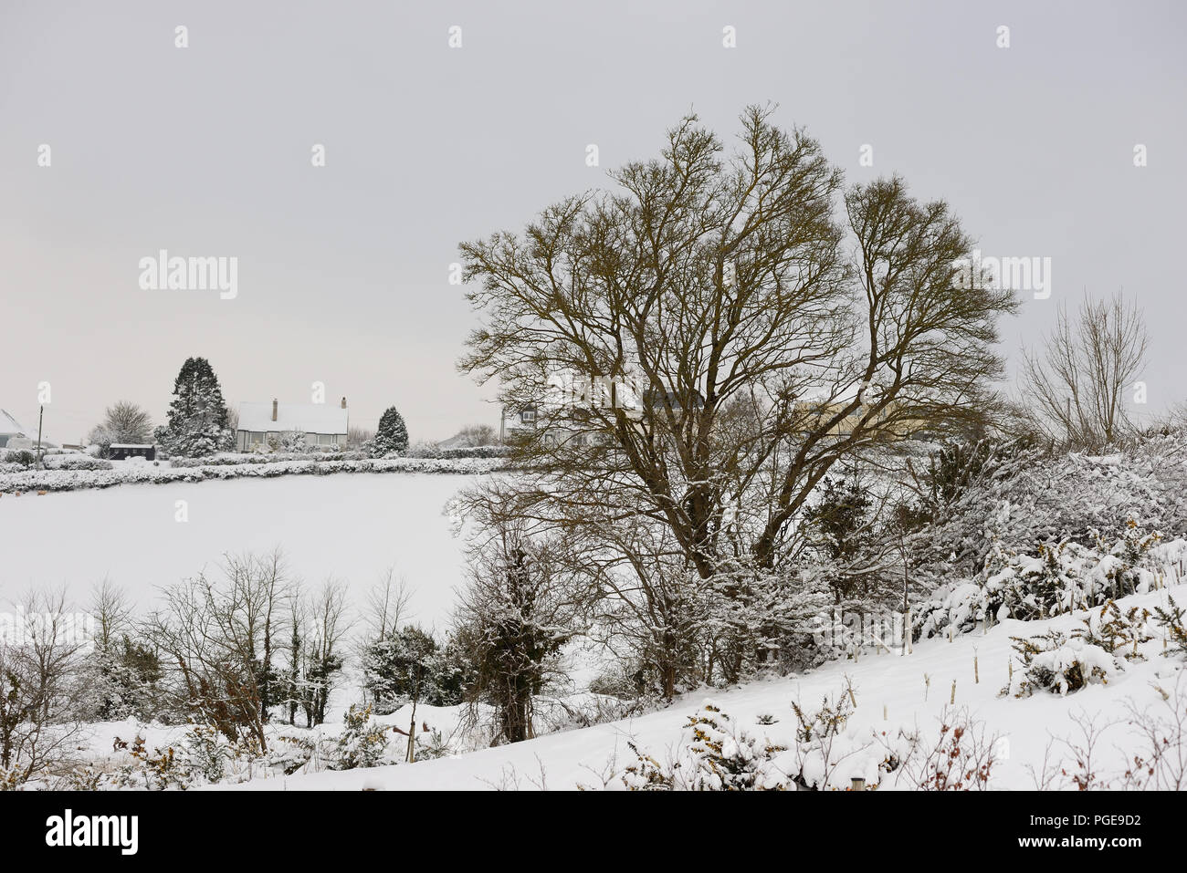 Trees on a snow covered hillside hi-res stock photography and images ...