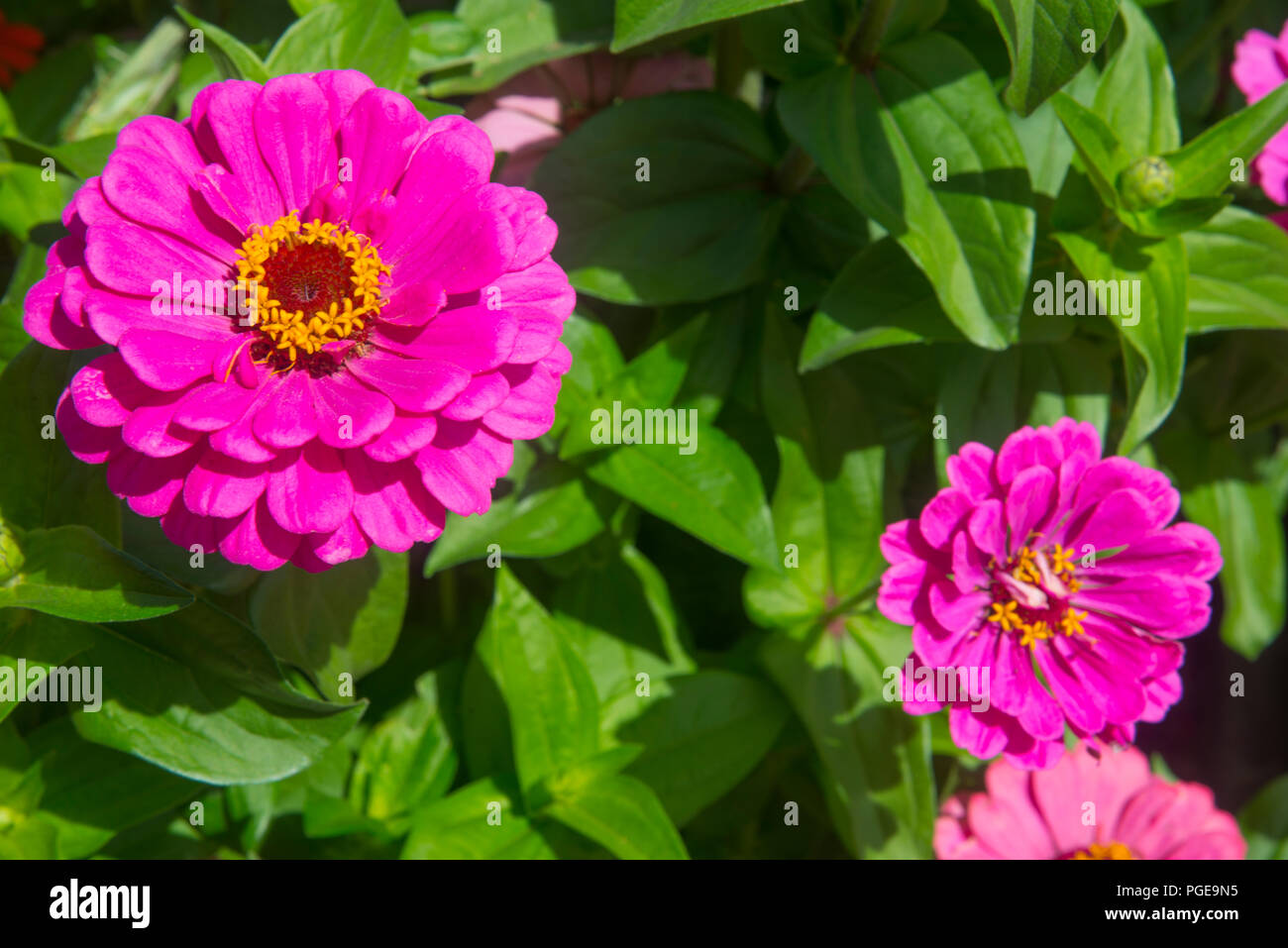 Purple flowers blossom hi-res stock photography and images - Alamy