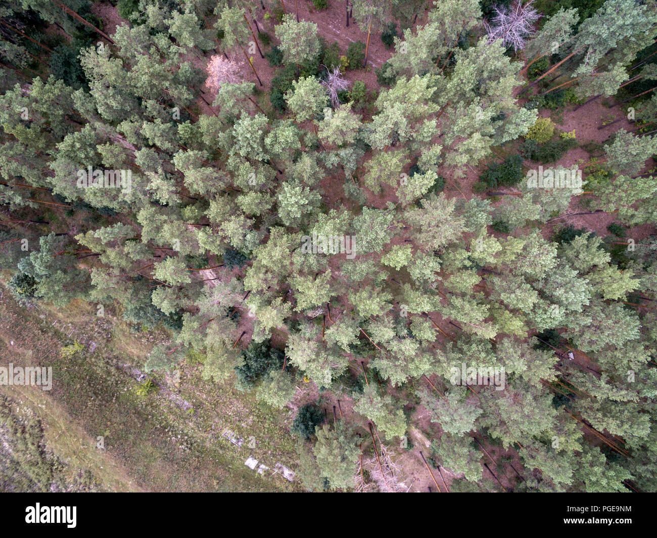 forest, view from above Stock Photo - Alamy