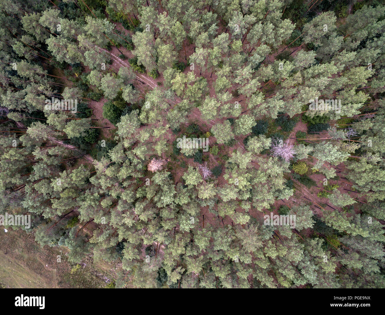 forest, view from above Stock Photo - Alamy