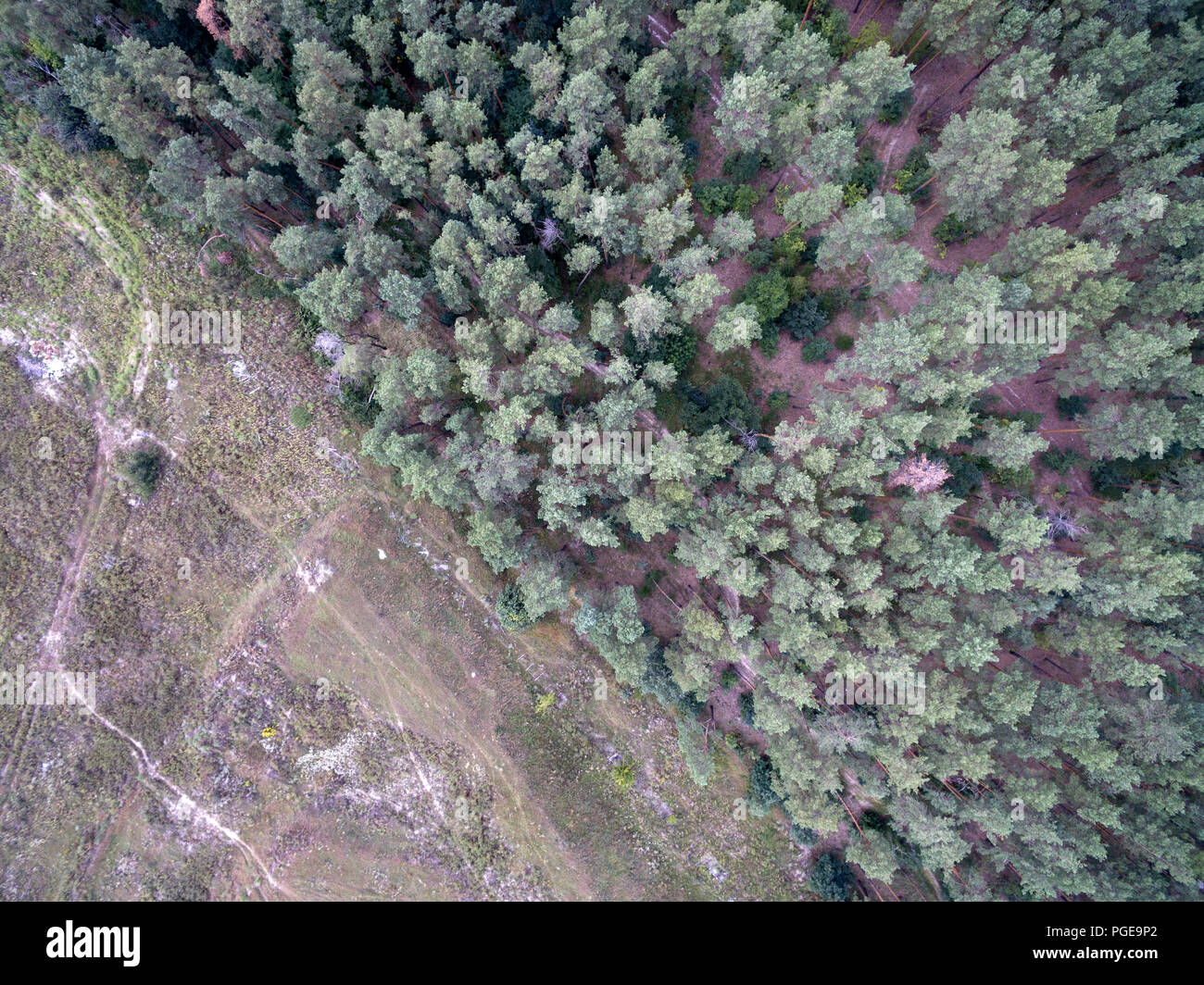forest, view from above Stock Photo - Alamy