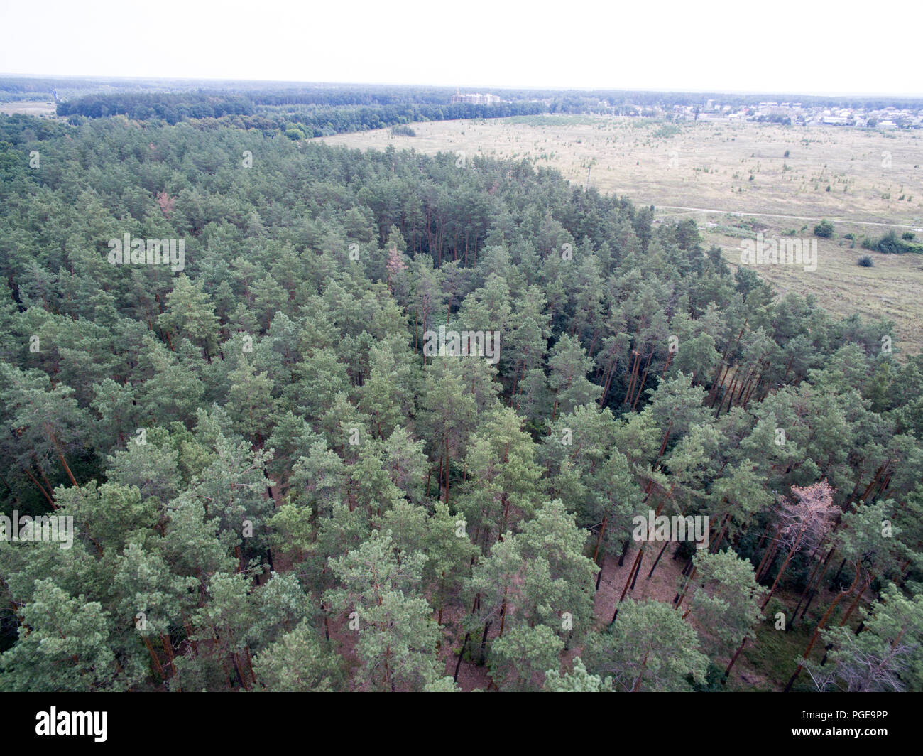forest, view from above Stock Photo - Alamy