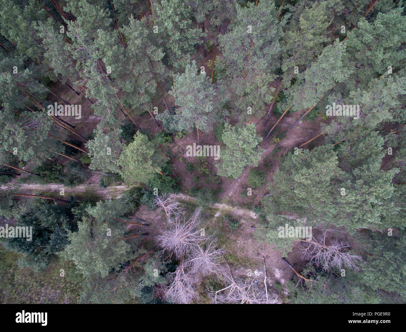 forest, view from above Stock Photo - Alamy